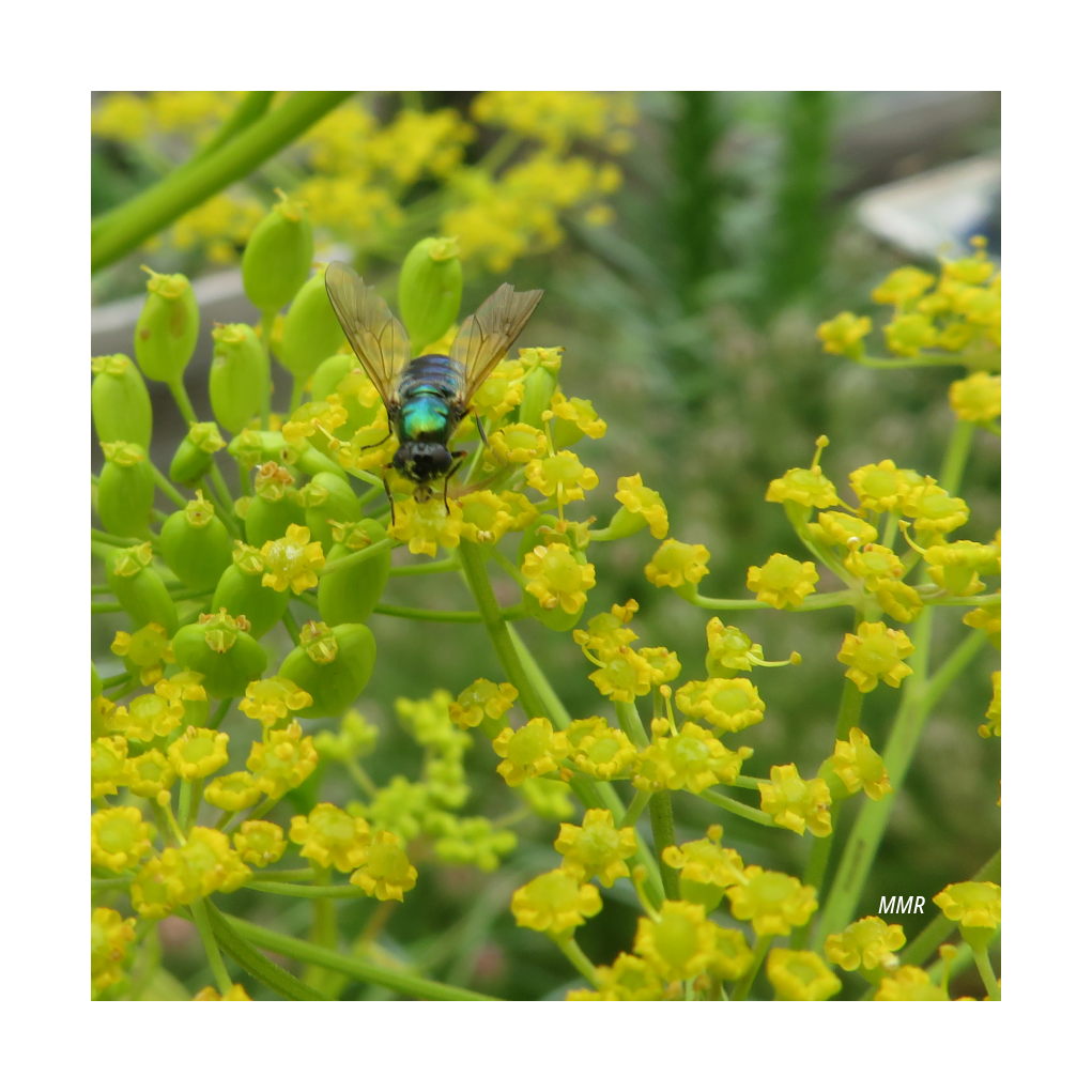 Au jardin de Juin « Les voyages immobiles…