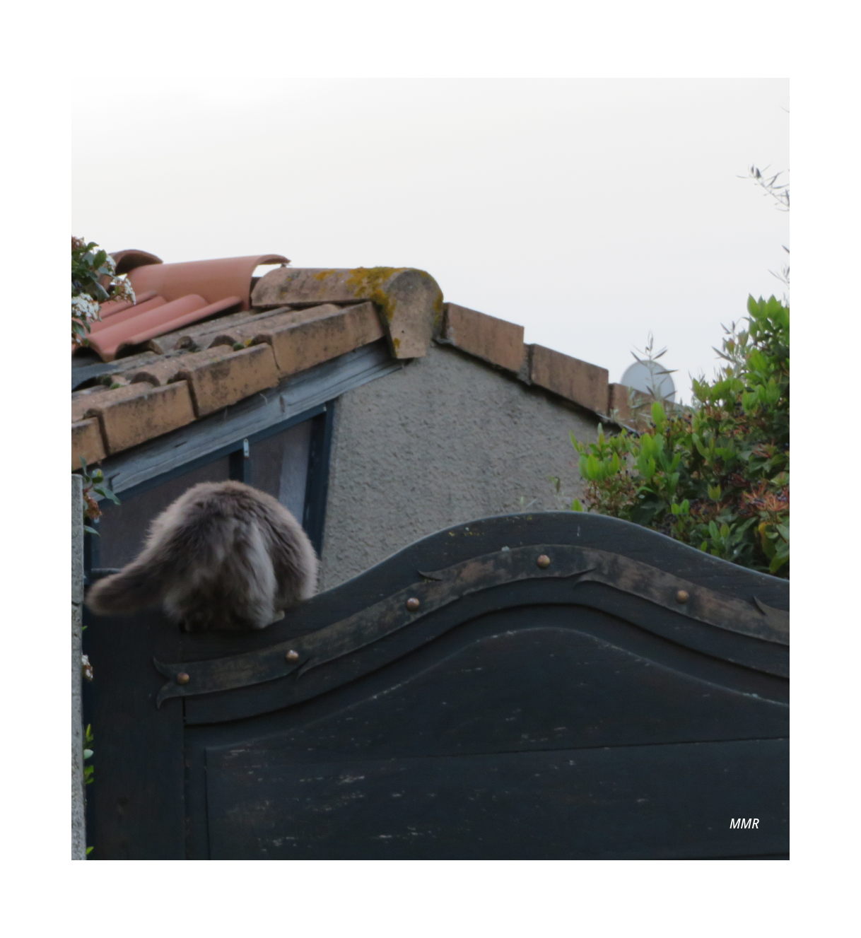 A l’aube, les chats ne sont pas gris « Les voyages immobiles…